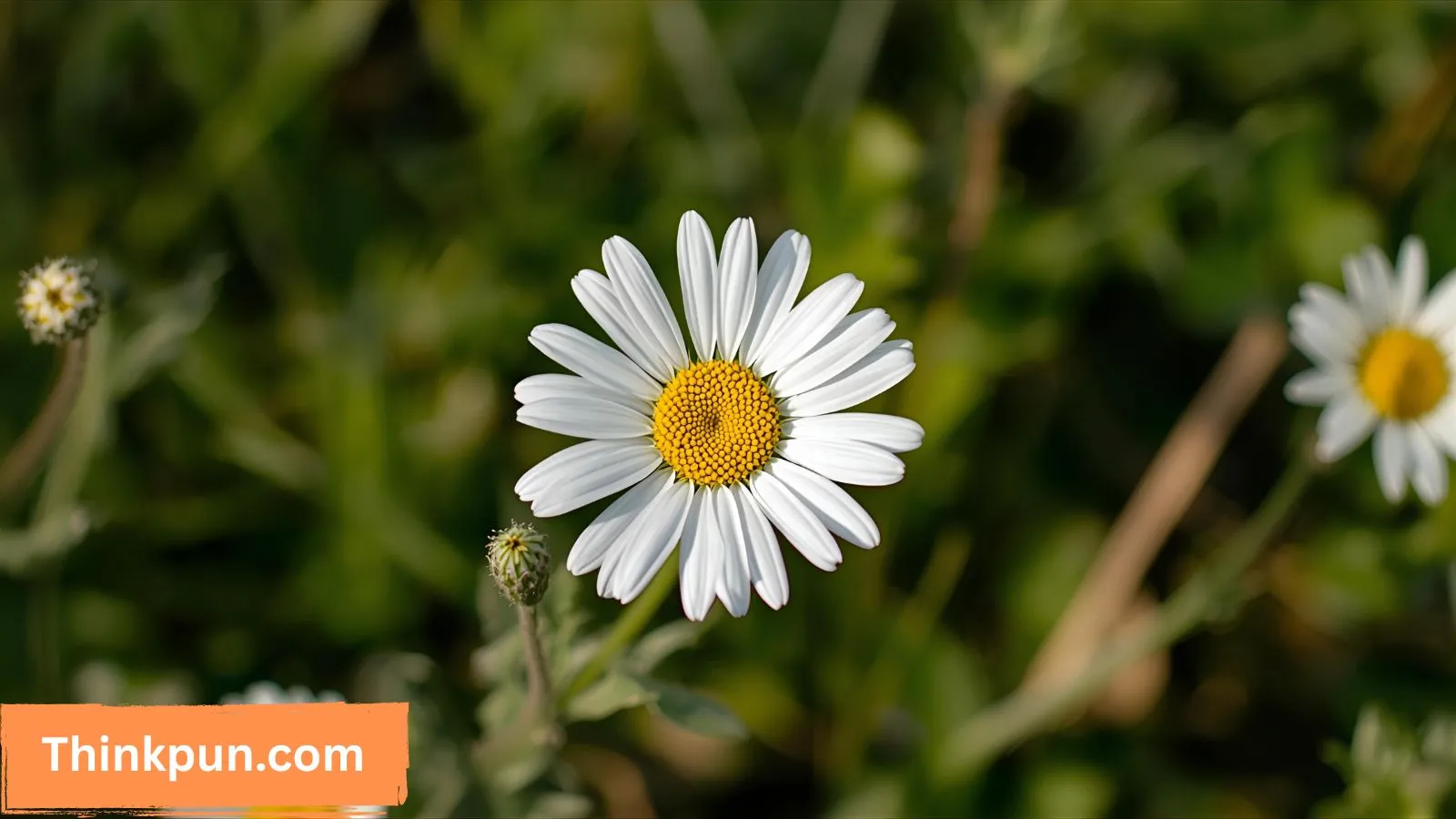 324+ Hilarious Daisy Puns That Never Wilt 2025